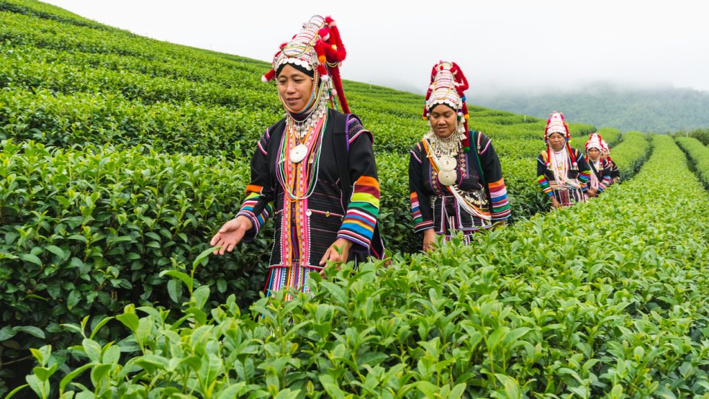 Top Tea Plantations in Thailand